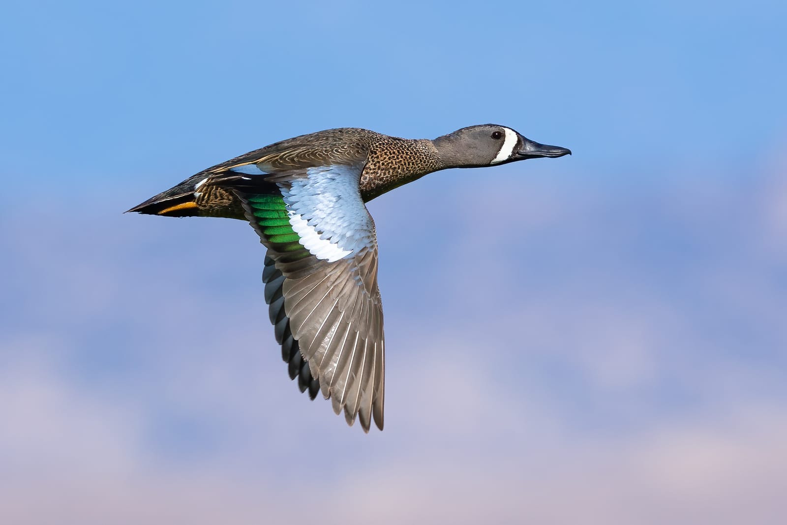 Why is teal considered a shade of blue?